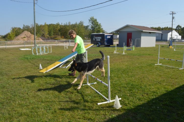 Canines compete at agility trials | News, Sports, Jobs - Daily Press
